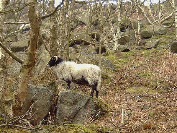 Eastern Edges of Derbyshire :: Brilwalks.Com